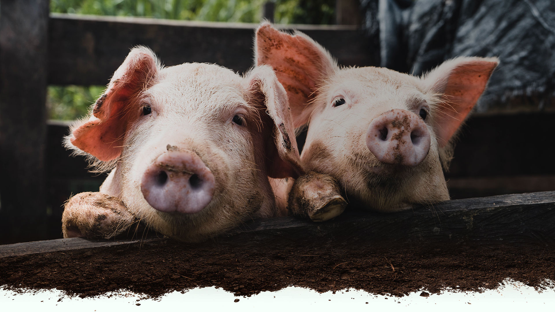 Porcicultura - Contrigran